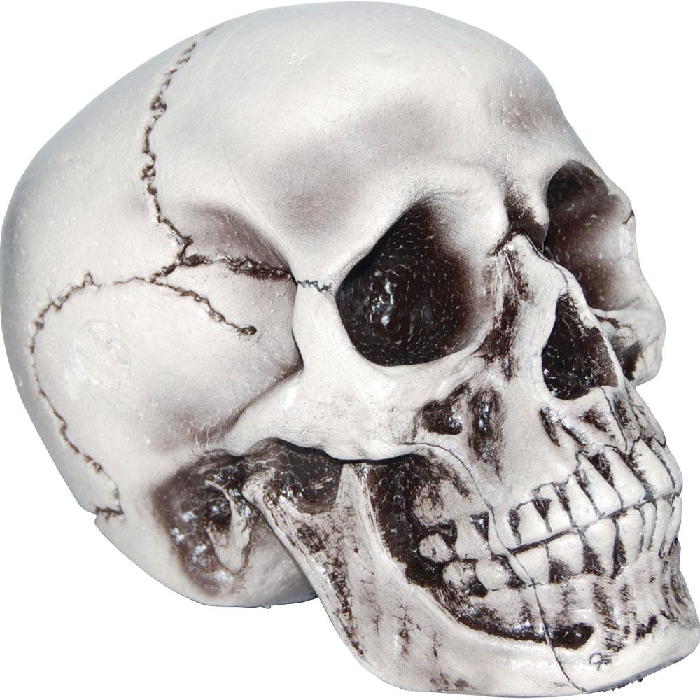 Beige Skull Halloween Prop - Discount Party Supplies