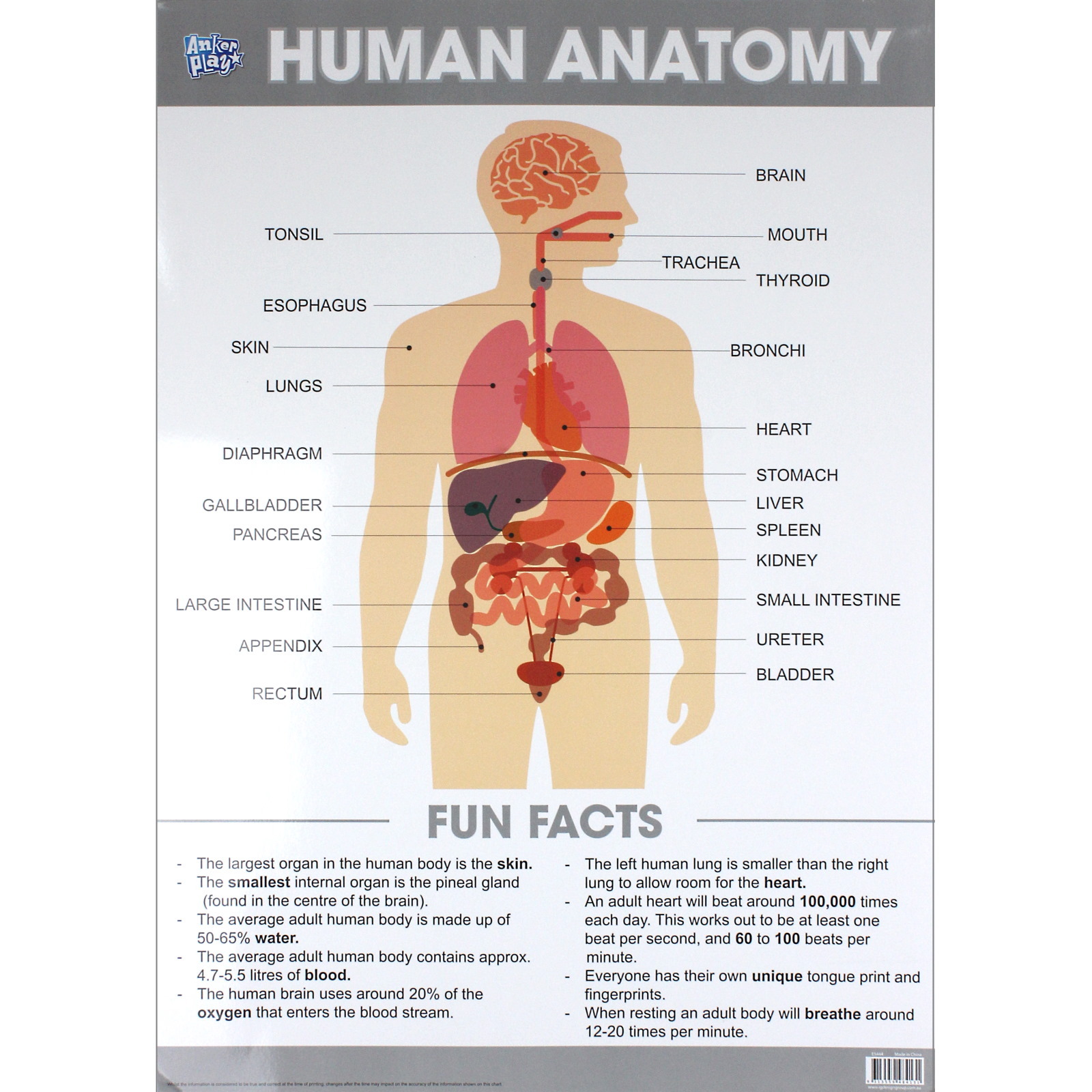 Human Anatomy Educational Poster | Discount Party Supplies - Discount ...